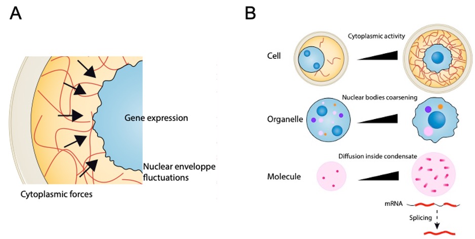 Oocyte Mechanics and Morphogenesis | Collège de France