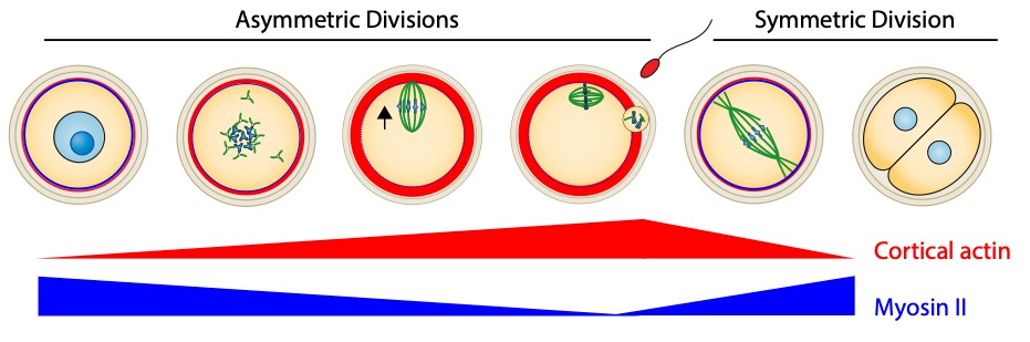 Oocyte Mechanics and Morphogenesis | Collège de France