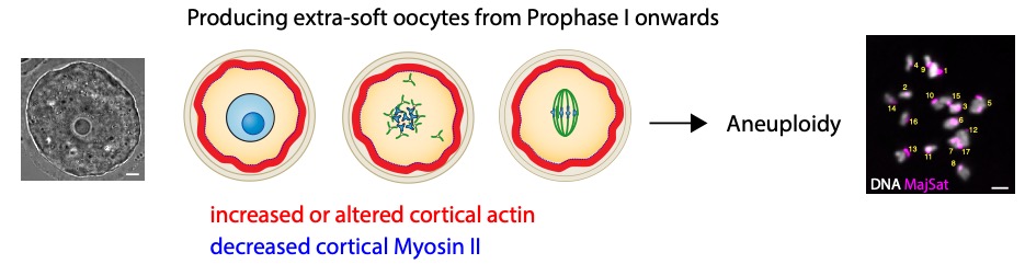 Oocyte Mechanics and Morphogenesis | Collège de France